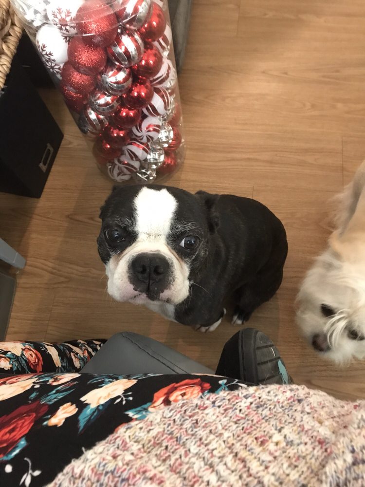 Fuzzy Friends Rescue in Waco | Fuzzy Friends Rescue 6321 Airport Rd ...