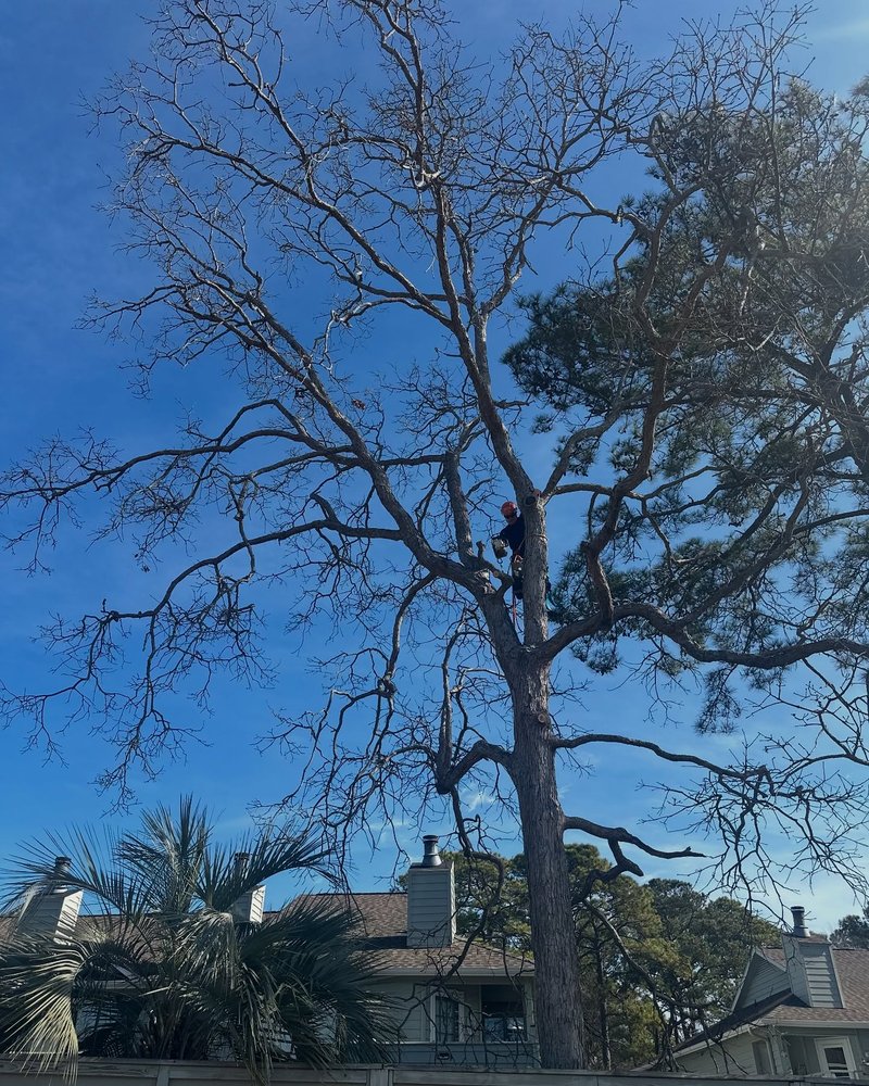 High Tide Tree Service in Myrtle Beach, SC – Reviews, Hours, and ...
