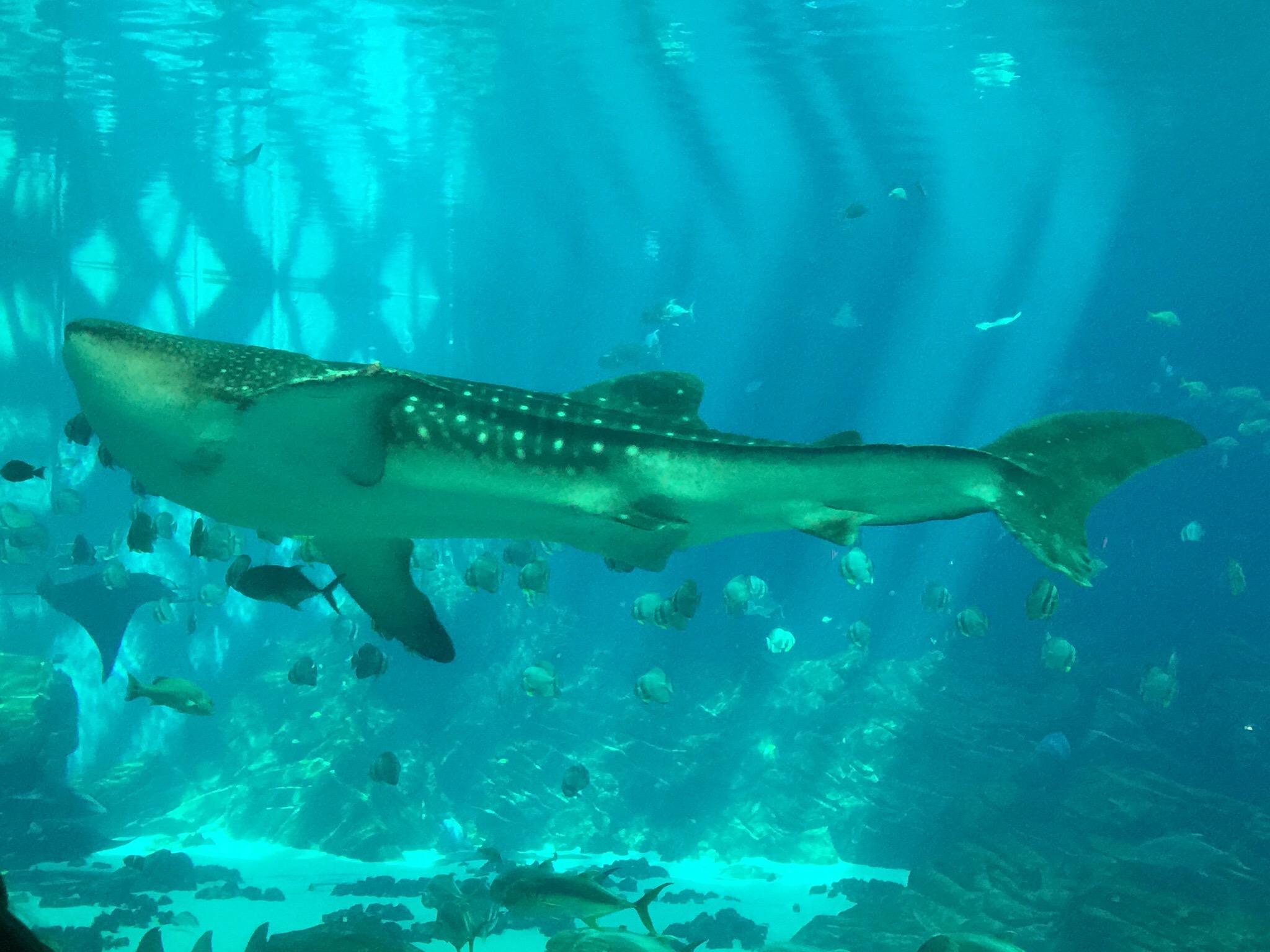 Georgia Aquarium in Atlanta | Georgia Aquarium 225 Baker St NW, Atlanta ...