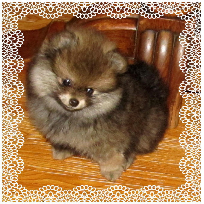 Pomeranians - Quality Poofy Poochies in Brandon | Pomeranians - Quality ...