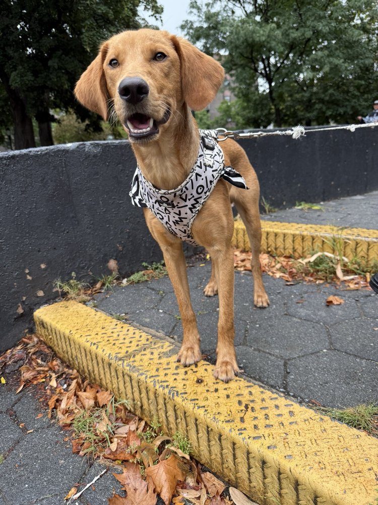 Linus and Friends in New York, NY – Reviews, Hours, and Contact Details