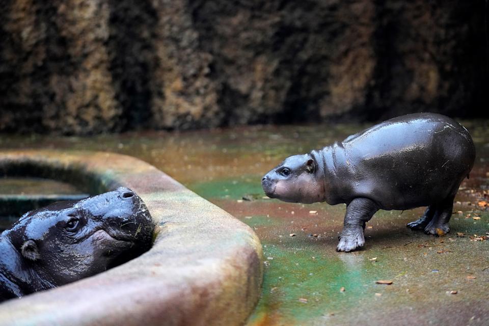 A rare male pygmy hippo born in a Czech zoo debuts his first photoshoot