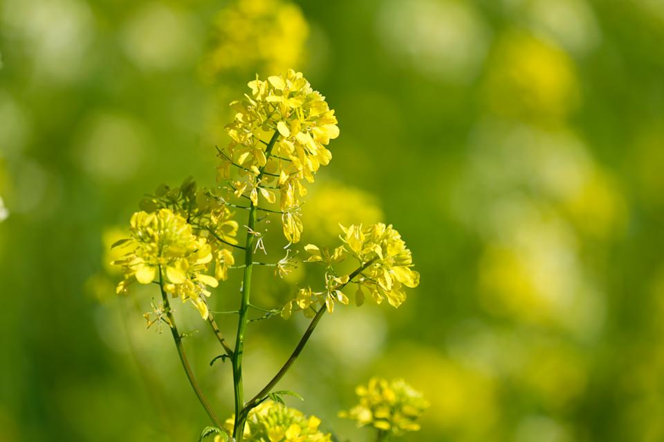 Spectacular fields of yellow mustard draw visitors to Northern ...
