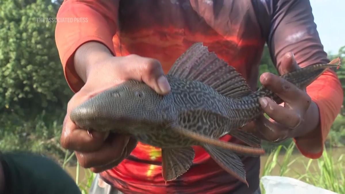 Fishermen hunt invasive catfish in Malaysia