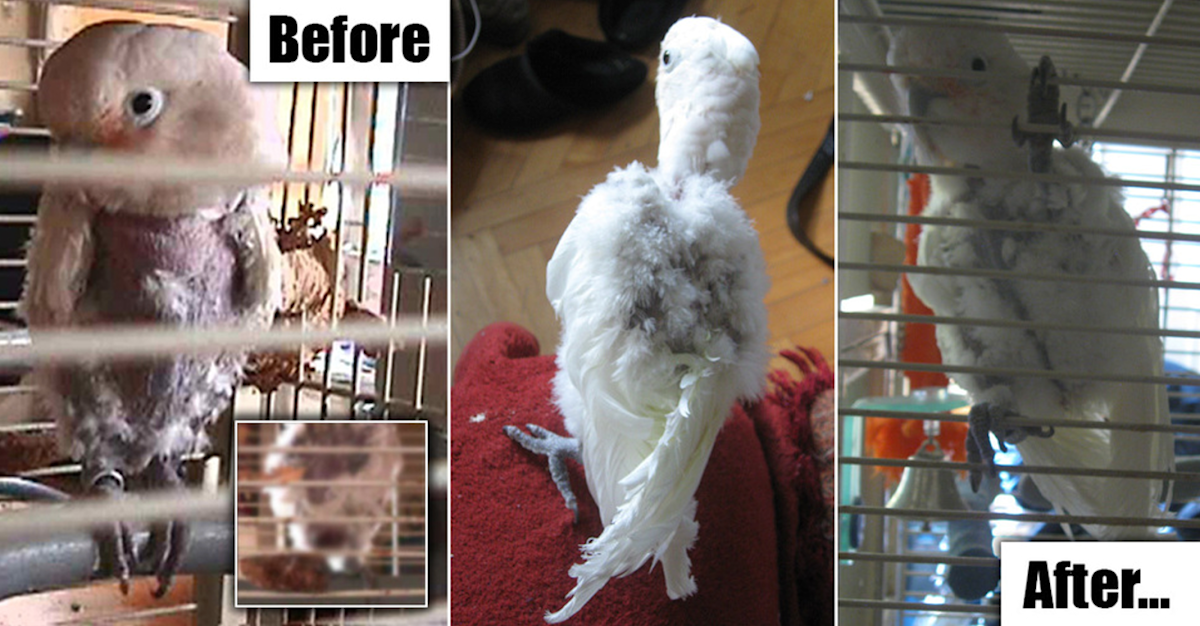 How a Parrot with Extreme Feather Plucking Recovered Using a Novel Method