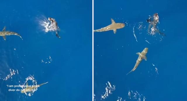 Sharks race towards diver after 'dumb' move in water