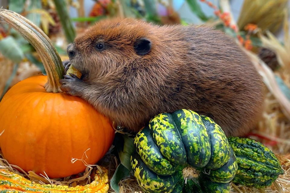 Nibi the 'diva' beaver to stay at rescue center, Massachusetts governor ...