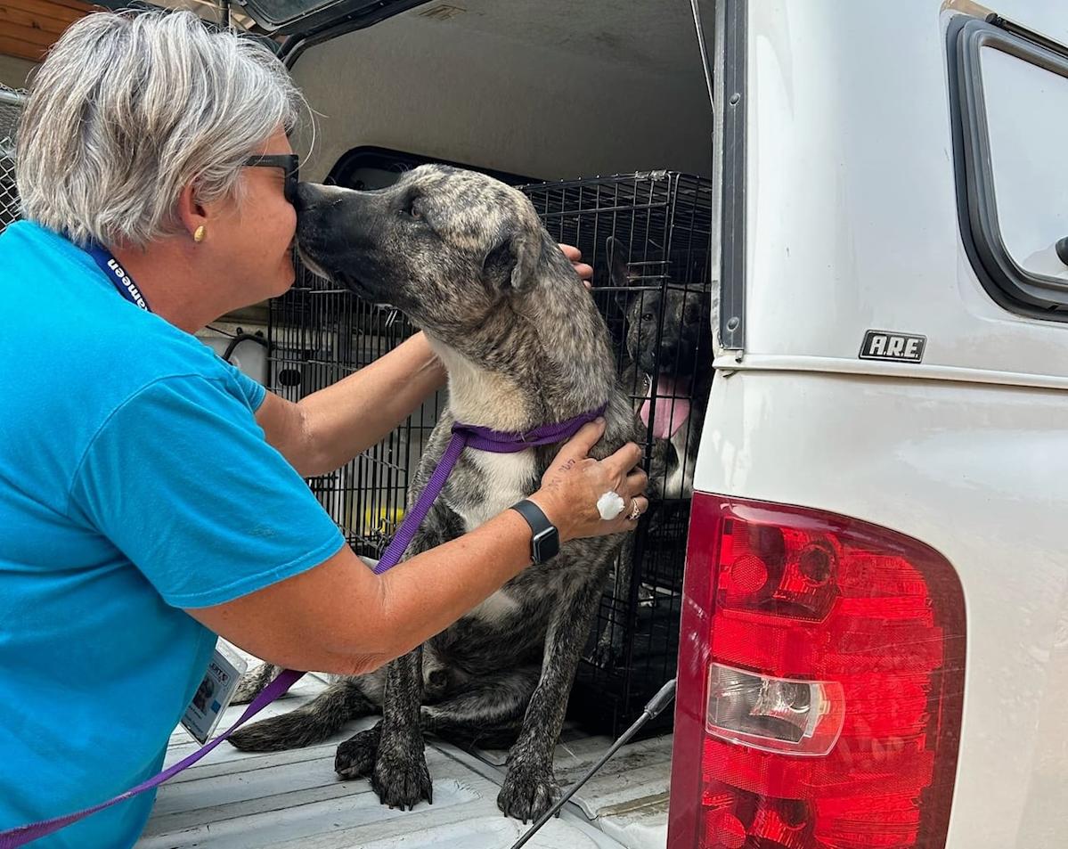 These volunteers venture into evacuation zones to rescue pets and ...