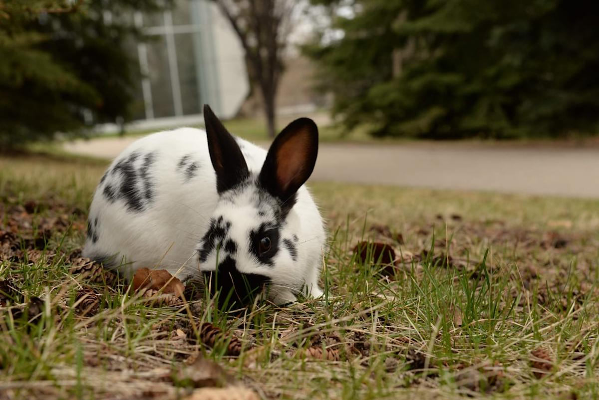 Canmore feral rabbit cull called off after disease decimates population