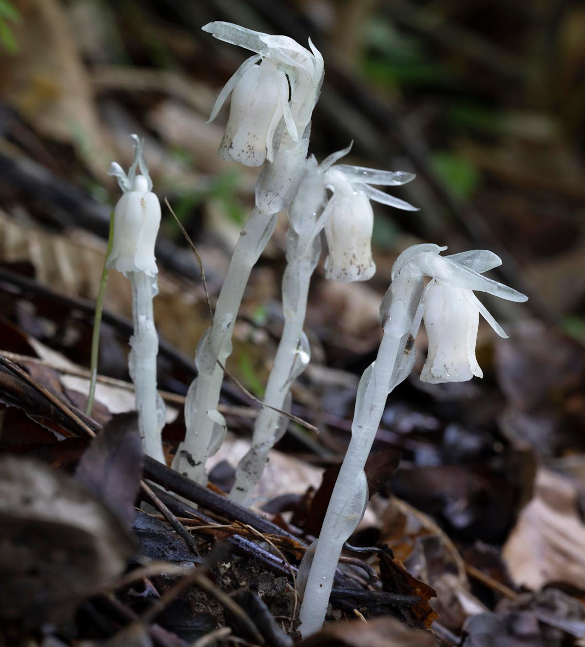 Nature: Rarely sighted ghost-pipe one of summer's most interesting ...