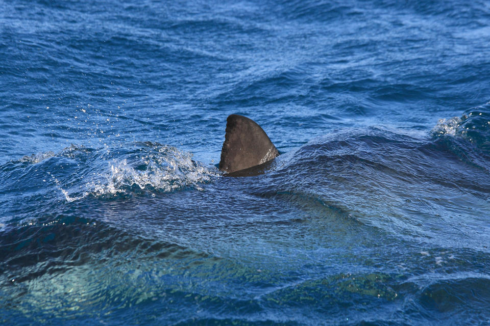 These 40 Breathtaking Shark Images Are All You Need To Believe That The ...