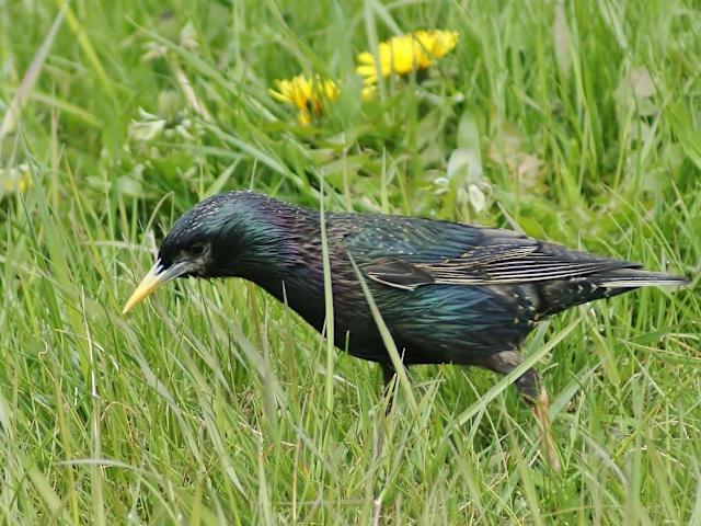 Growth of starling population a cautionary tale, says N.S. expert