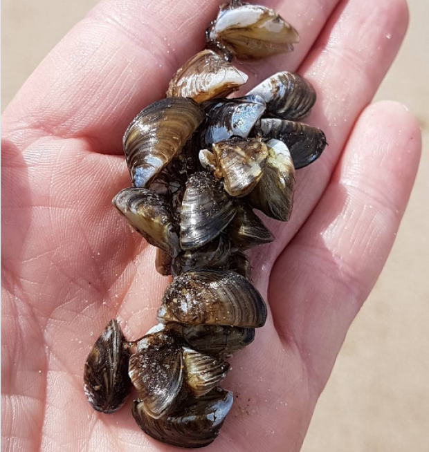 Invasive zebra mussels discovered in St. John River watershed in Quebec