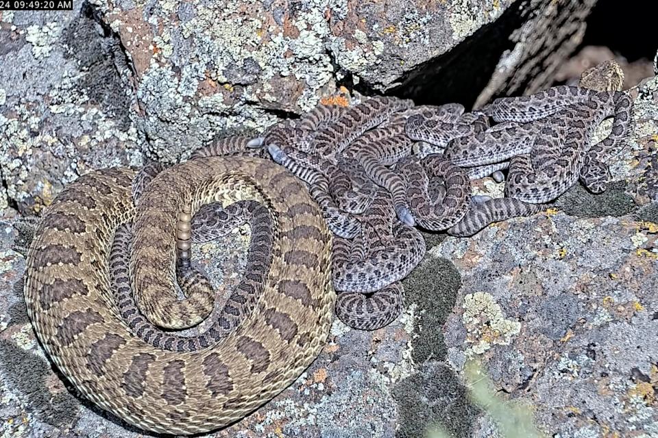 Newborn rattlesnakes at a Colorado 'mega den' are making their live debut