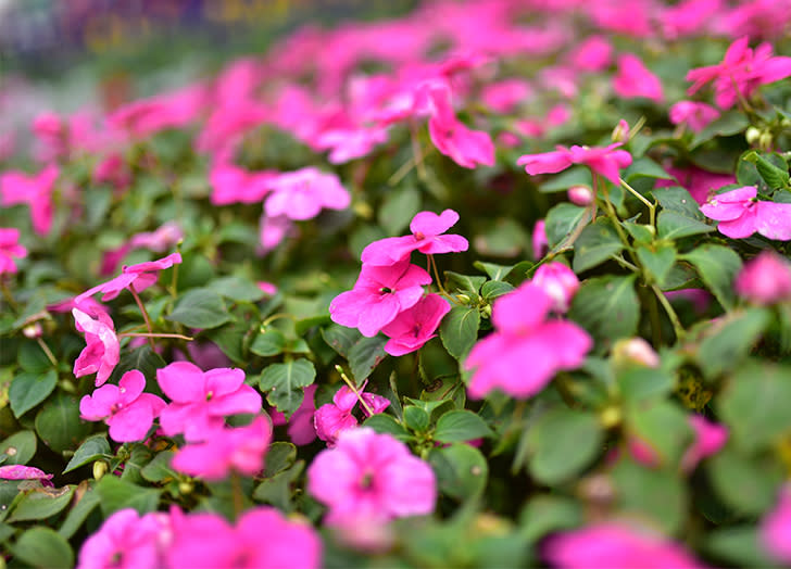 The 15 Easiest Flowers to Grow Even if You Don’t Have a Green Thumb