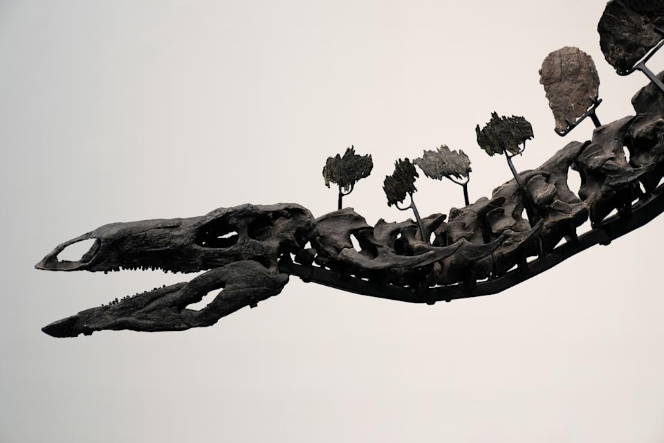 Stegosaurus fossil fetches nearly $45M, setting record for dinosaur ...