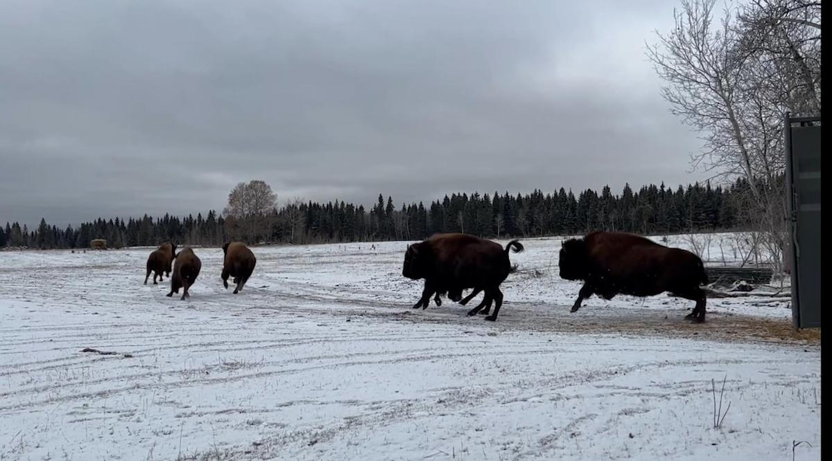 Bison roam on Pelican Lake First Nation again thanks to act of ...