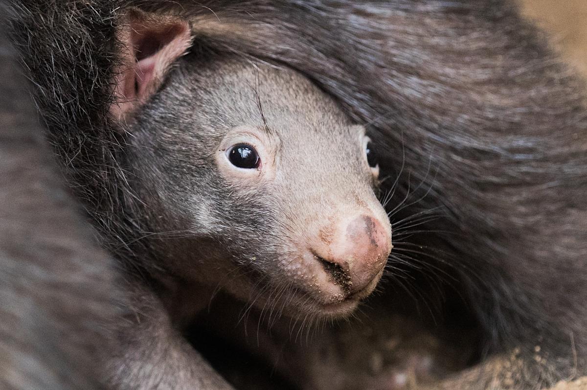 After An Influencer Caused Massive Outrage By Taking A Baby Wombat From ...