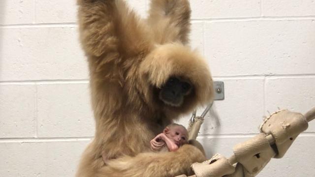 Utica Zoo welcomes baby gibbon: Why the birth is an 'extraordinary ...