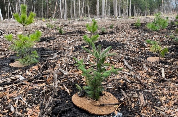 Scars in Ottawa tree canopy begin to fill in as city plants 6,000 saplings