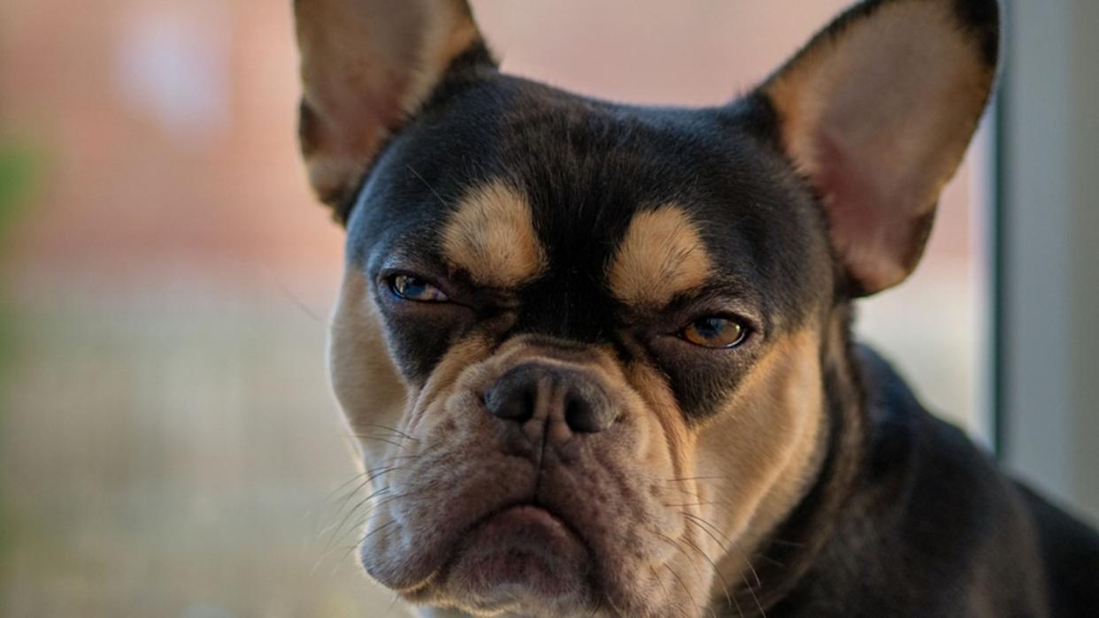 Frenchie Can't Find His Toy and Absolutely Loses His Mind