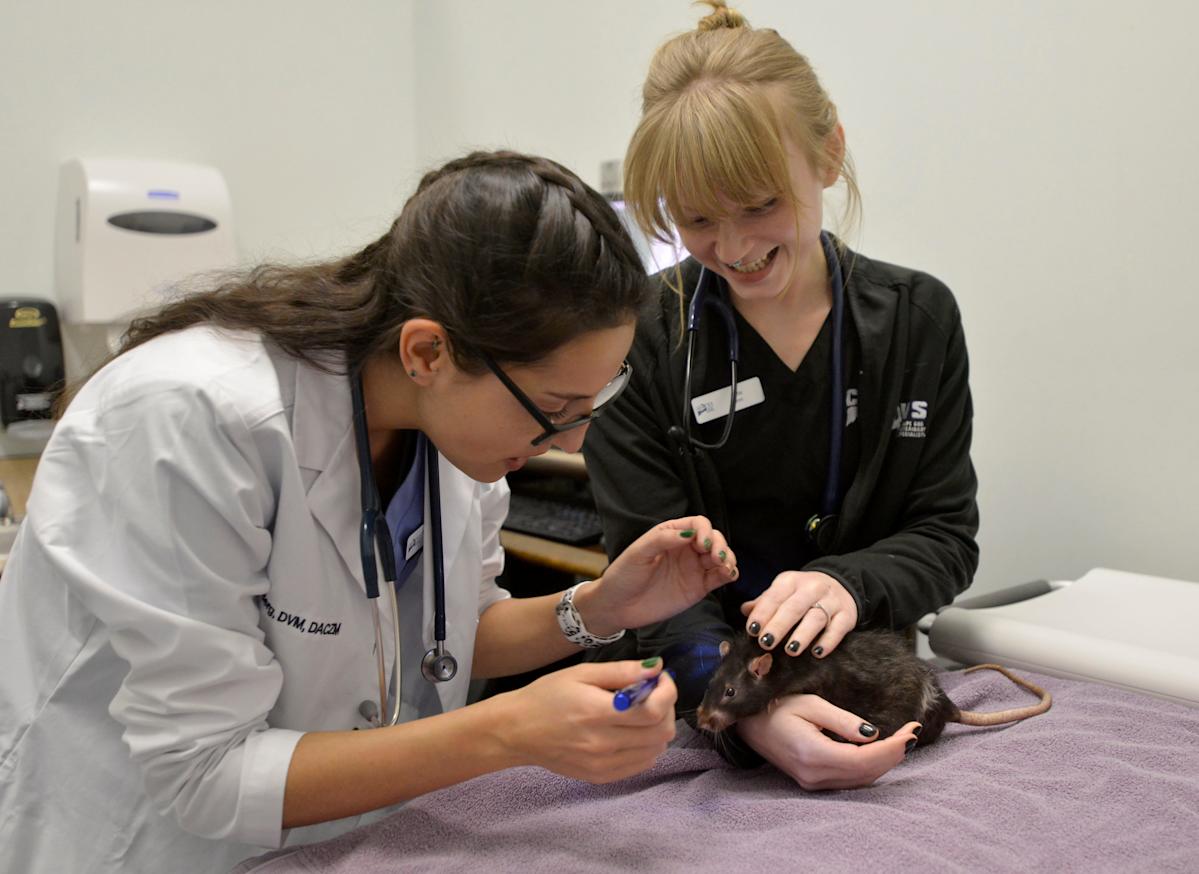 Guinea pigs, snakes and dragons: Cape Cod veterinarians add exotic pets ...