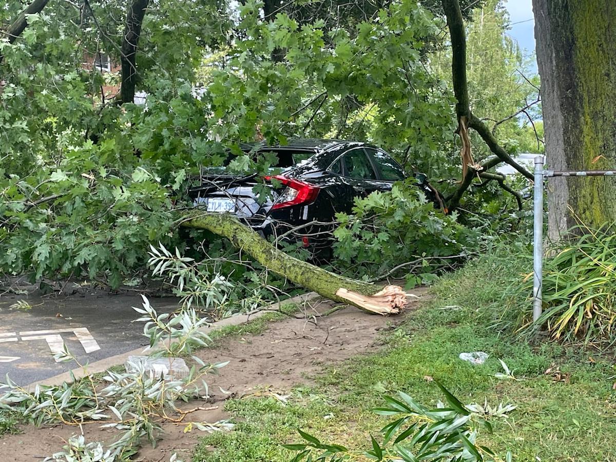 Tree falls on car in Etobicoke park during severe weather but man ...