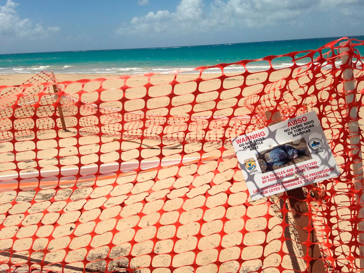 Comienza en Puerto Rico la temporada de anidación de la tortuga tinglar