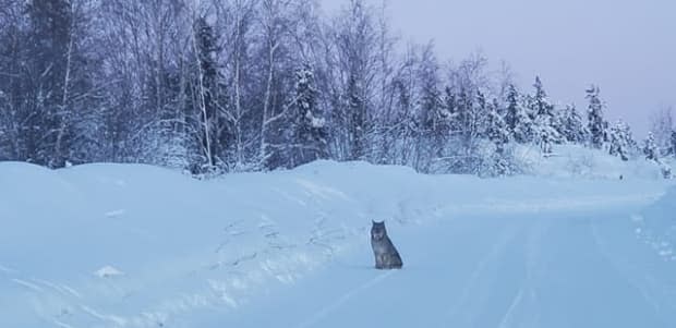Yellowknife woman pins down lynx attacking her dog