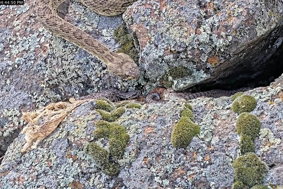 Newborn rattlesnakes at a Colorado 'mega den' are making their live debut