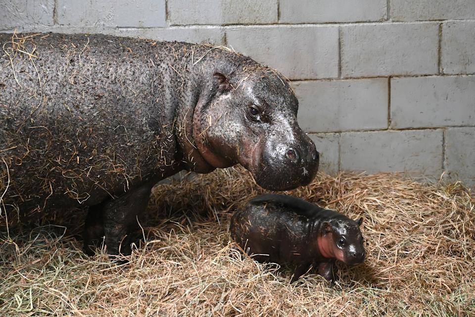 A Virginia zoo welcomes newborn pygmy hippopotamus as year ends