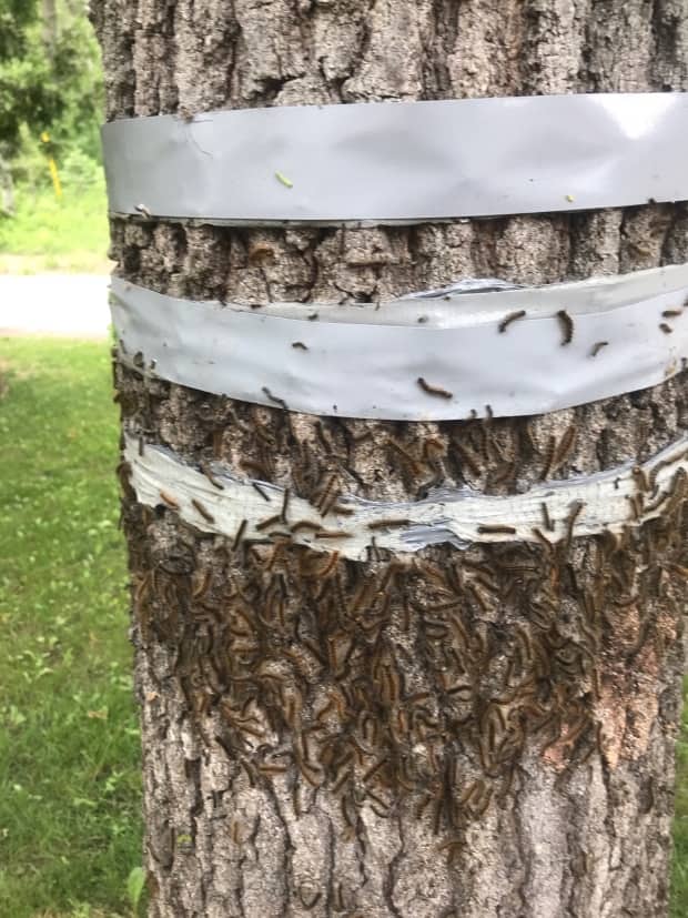 Gypsy moth caterpillars 'virtually everywhere' in SW Ontario, expert says