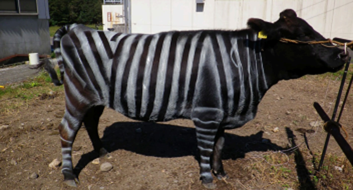 Cows painted with black and white stripes 'can repel flies'