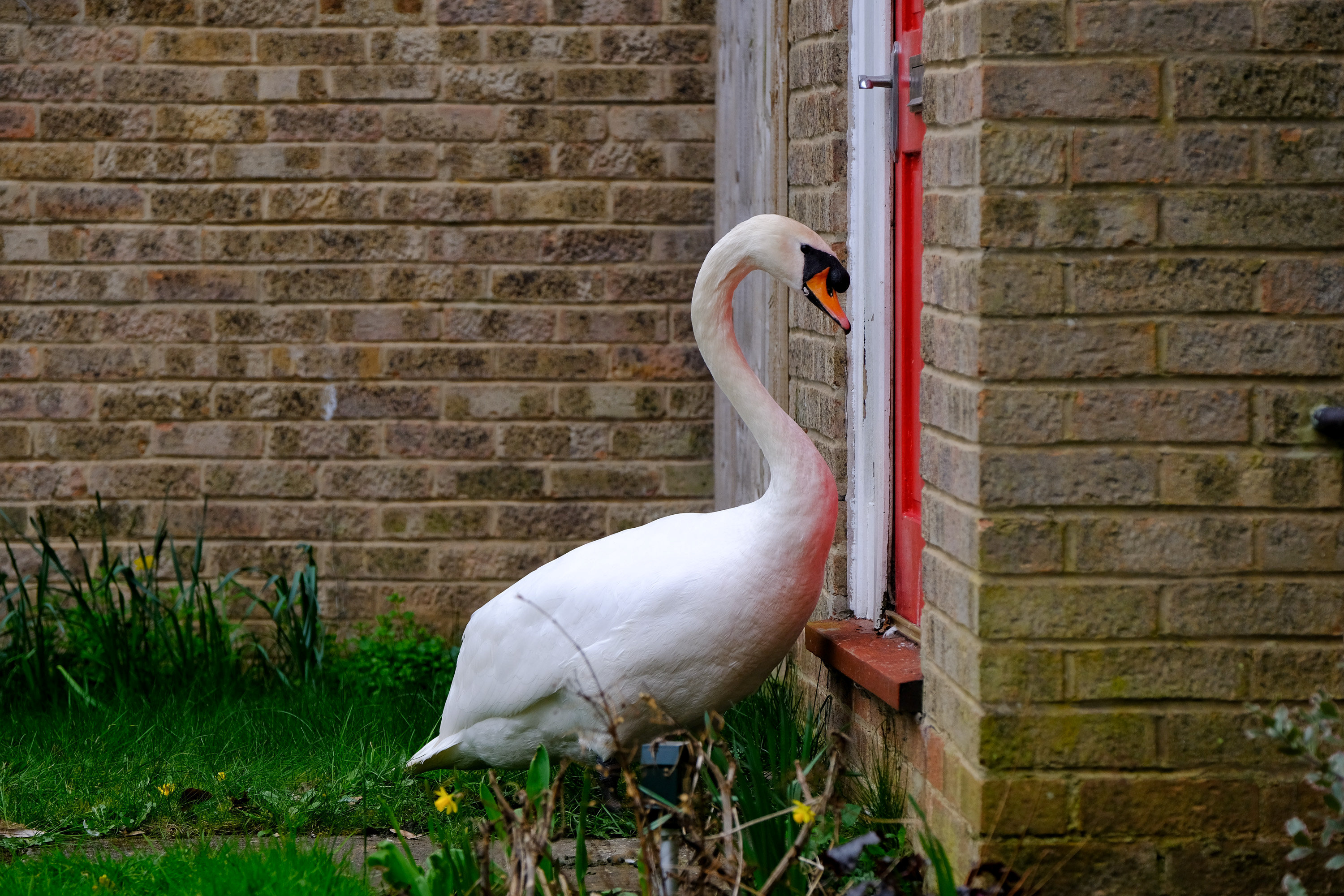 Pesky swan enjoys knocking on doors with his beak