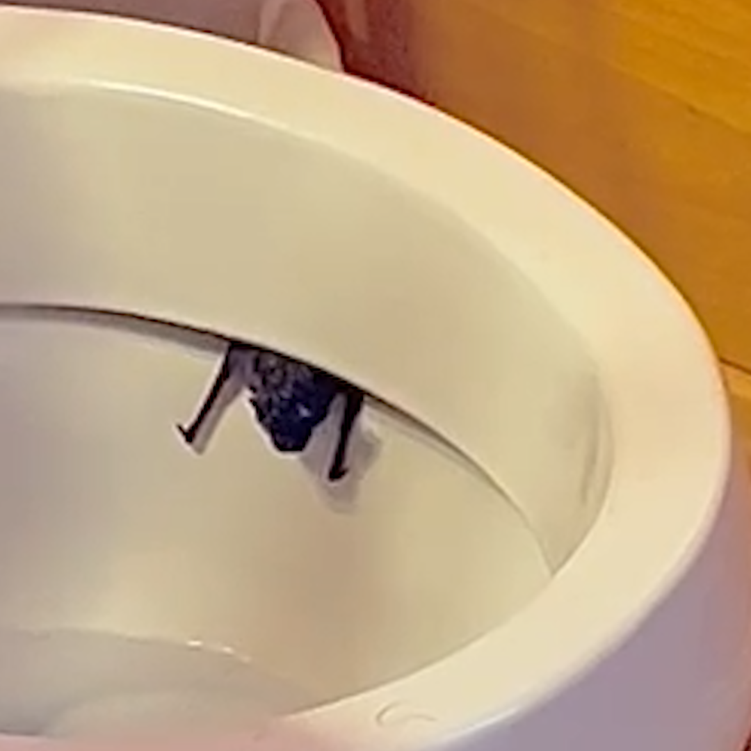 Bat seen crawling out of toilet bowl in Tennessee [Video]
