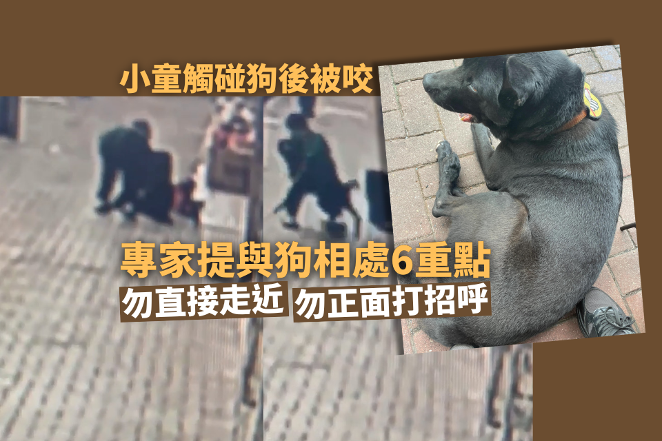 6 Essential Tips for Safe Interactions with Strange Dogs to Respect and ...