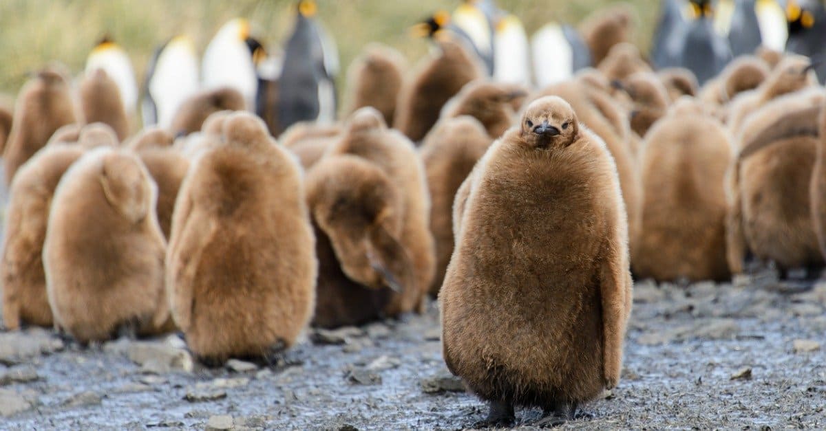 These Awkward-Looking Penguins Are in the Most Dangerous Phase of Their ...