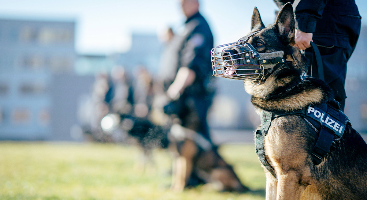 You Can Now Adopt Dogs Who Failed Police Training for Being Too Friendly