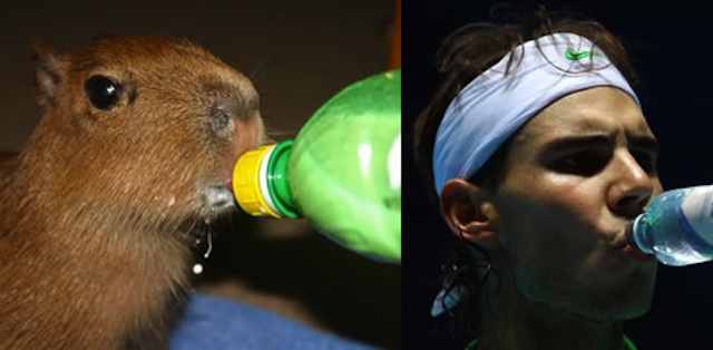 Rafael Nadal resembles a South American rodent - Yahoo Sports