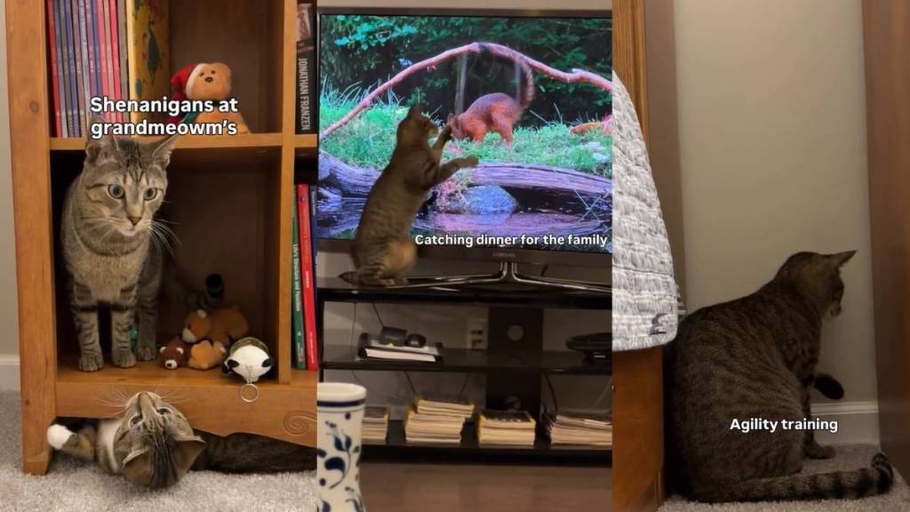 Video Shows What Cats’ Playtime at ‘Grandmeowm’s’ Looks Like