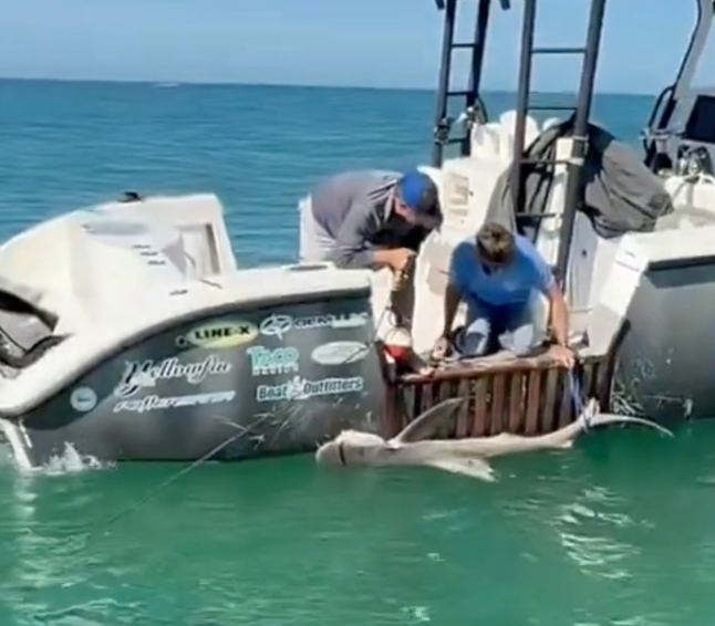 Watch: Florida deputies save shark in distress, stuck tangled in a crab ...