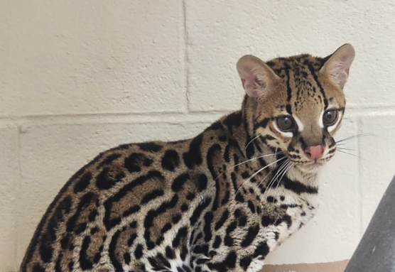 Oklahoma City Zoo welcomes two new animals