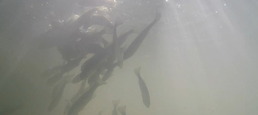 Elephant Butte Chamber of Commerce to host $10k prize fishing event