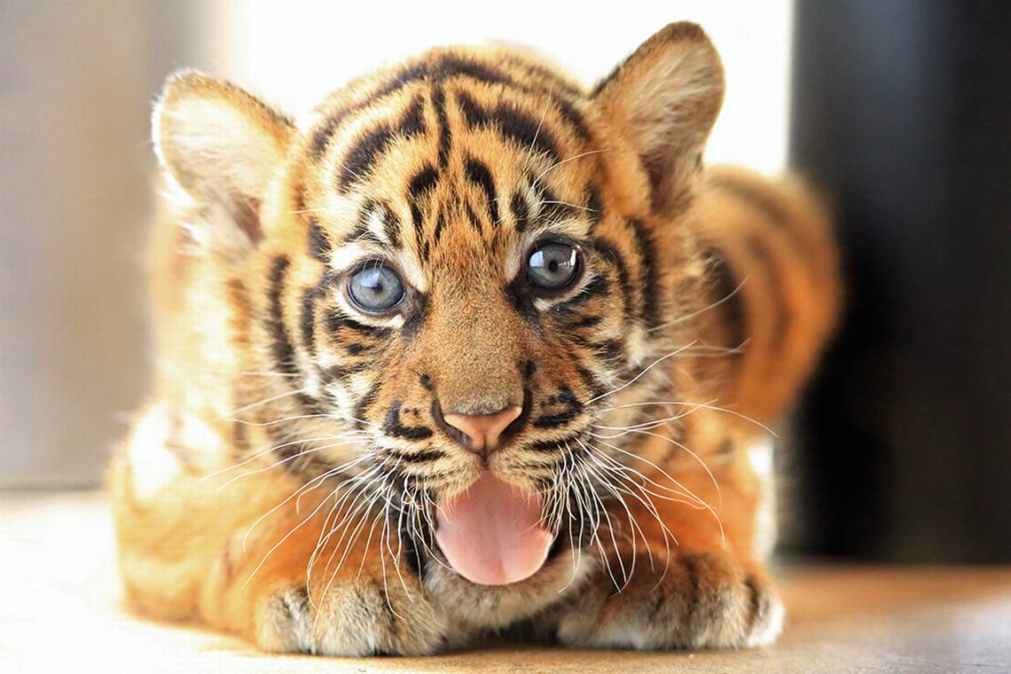 Zoo Miami welcomes tiger cub. ‘She was not happy about her first trip ...