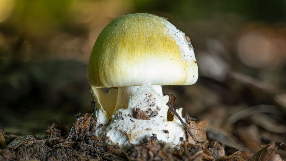 Hear doctor explain how toxic mushrooms sickened 35, killed 3 in California