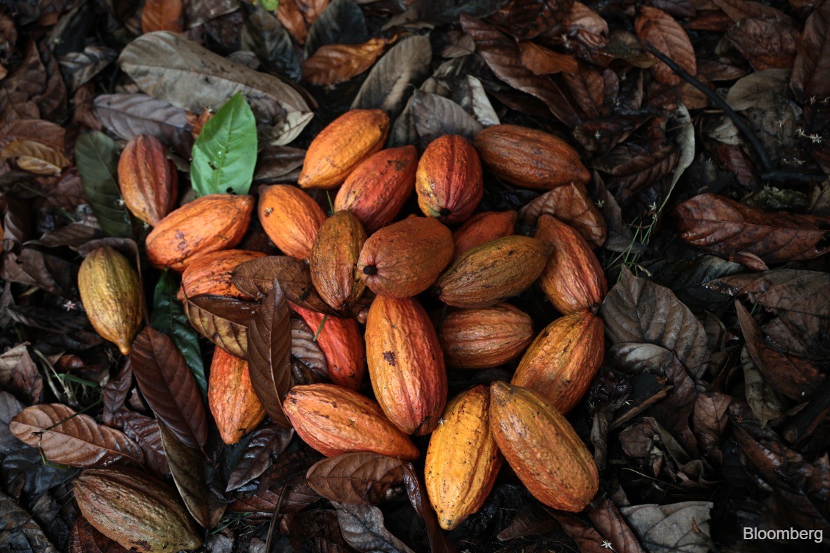 Cocoa gets cheaper but chocolate makers are still holding back