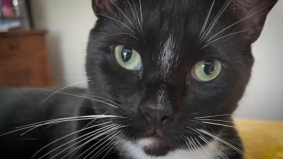 Queens woman on mission to find missing cat at JFK Airport