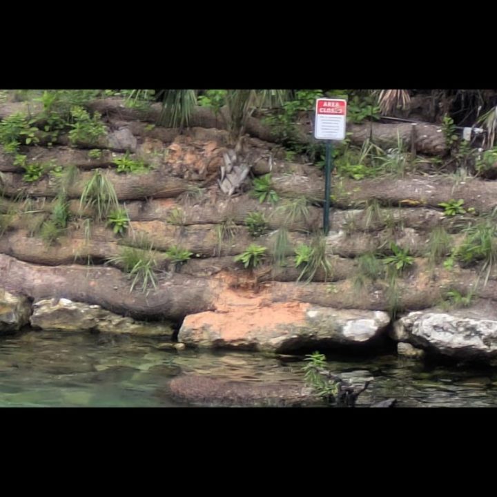 Blue Spring State Park vandalized within 2 weeks of reopening