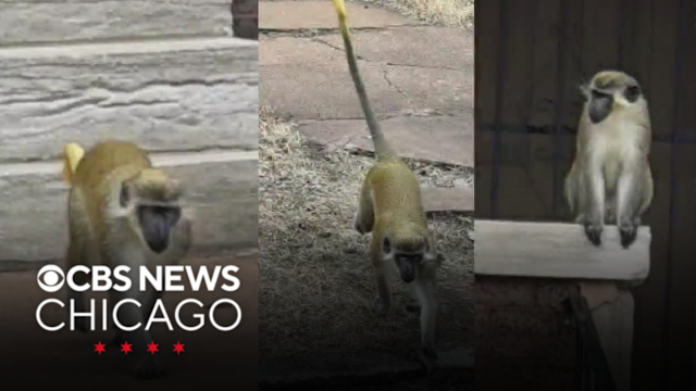 Monkeys caught roaming in St. Louis