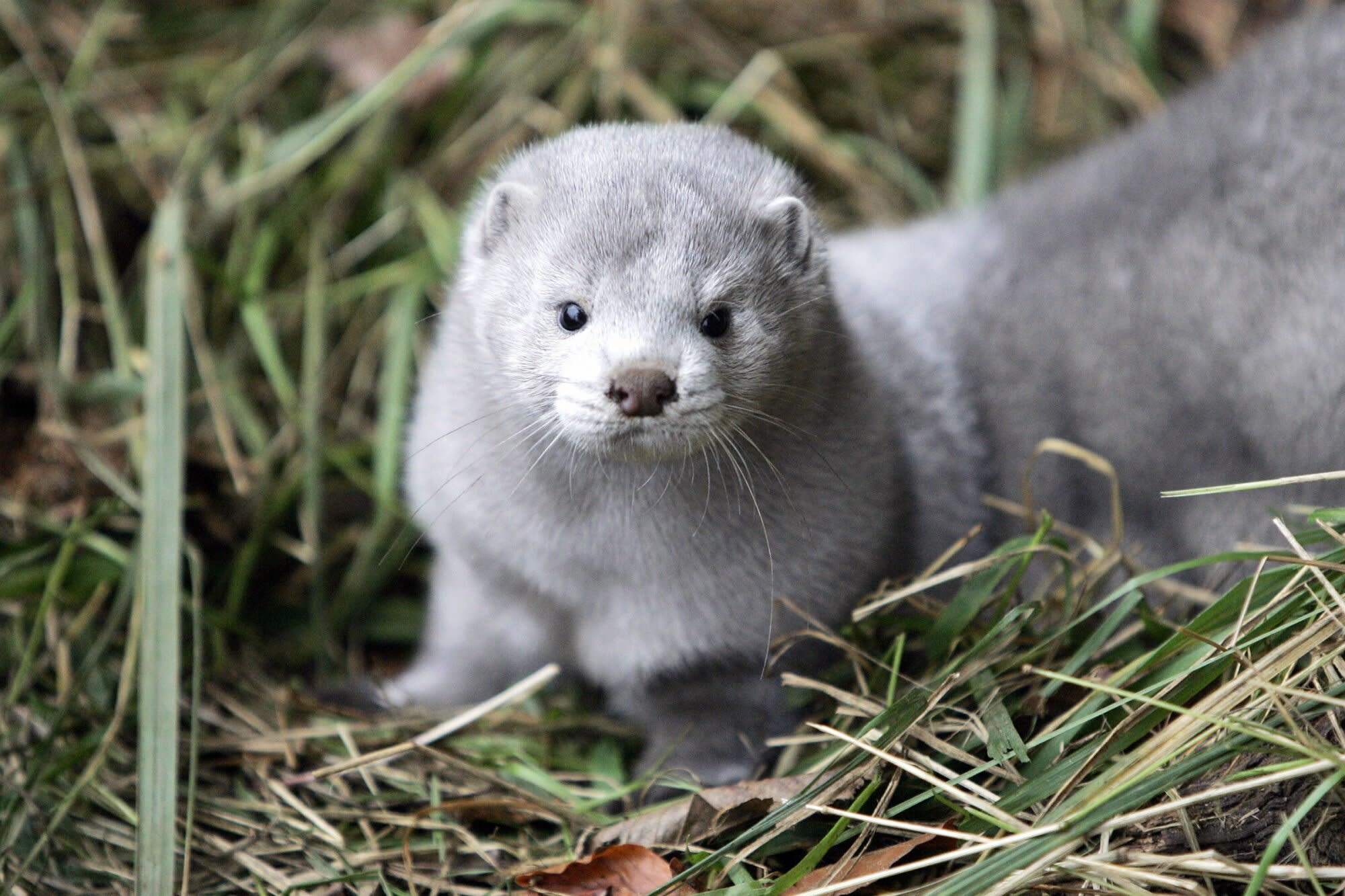 Dead Minks Culled in Denmark Are Rising from Their Shallow Graves After ...